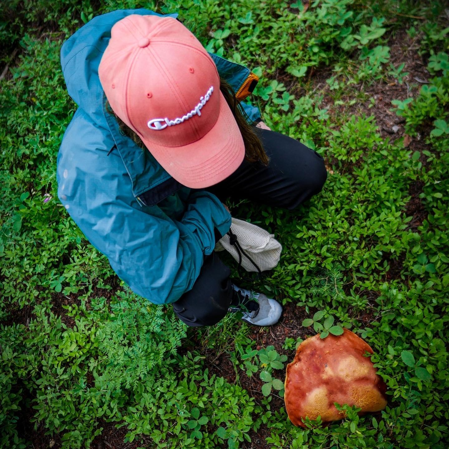 A Guide To Finding The Best Mushrooms Around Norwood Colorado